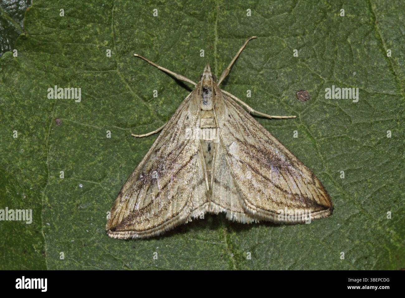 Cabbage borer Evergestis forficalis (Evergestis forficalis Stock Photo ...