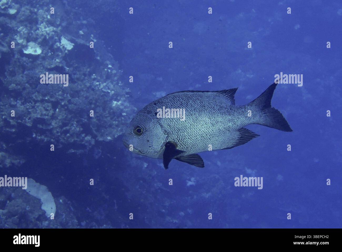 African red snapper hi-res stock photography and images - Alamy