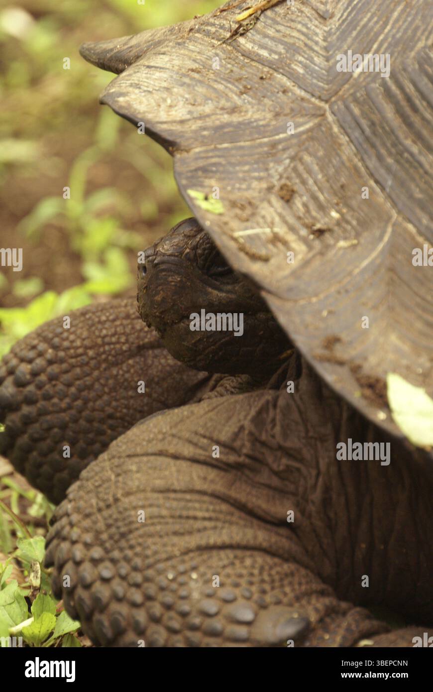 Galapagos giant tortoise (Chelonoidis nigra Stock Photo - Alamy