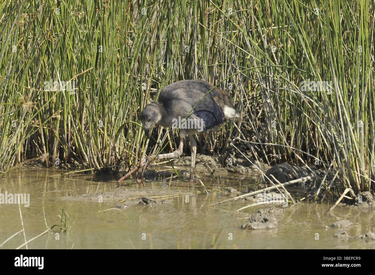Purple partridge juvenile plumage (Porphyrio porphyrio Stock Photo - Alamy