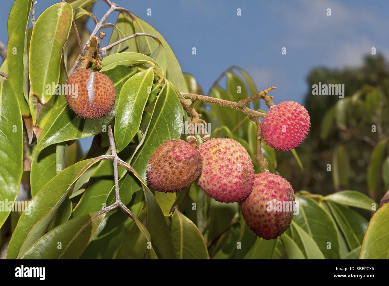 Lychee (litchi chinensis Stock Photo - Alamy