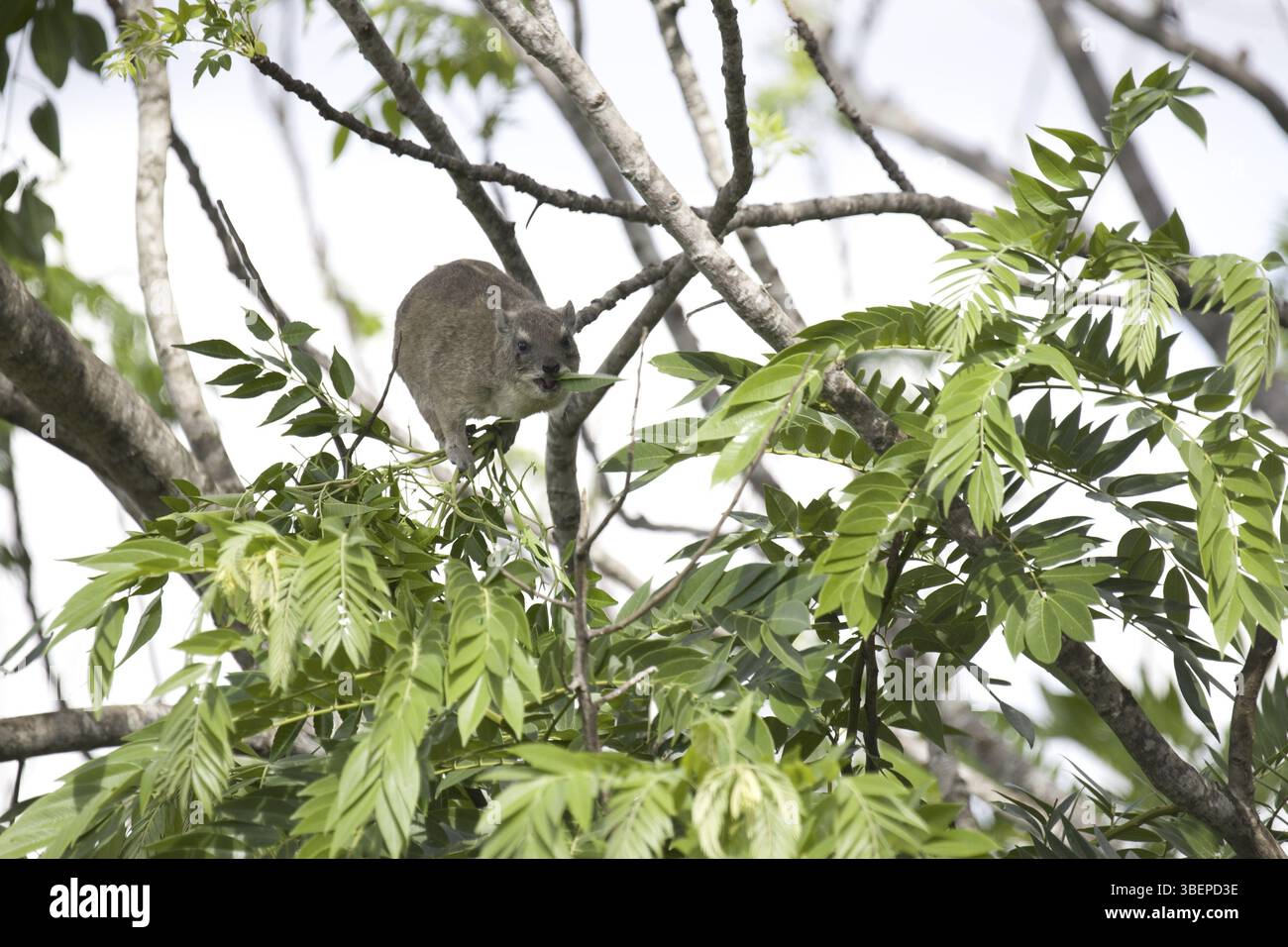 Rock hyrax in a tree (Procavia capensis Stock Photo - Alamy