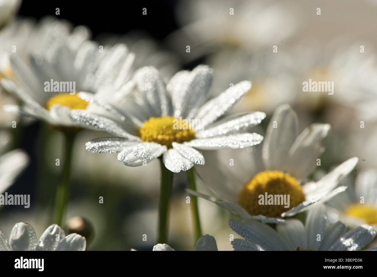 Majoris hi-res stock photography and images - Alamy