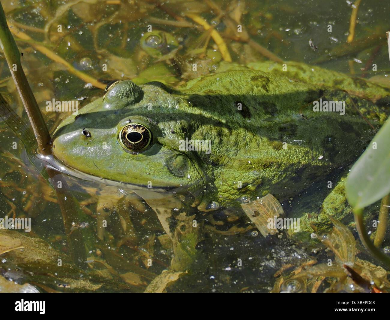 Pool frog (Pelophylax lessonae Rana lessonae Stock Photo - Alamy