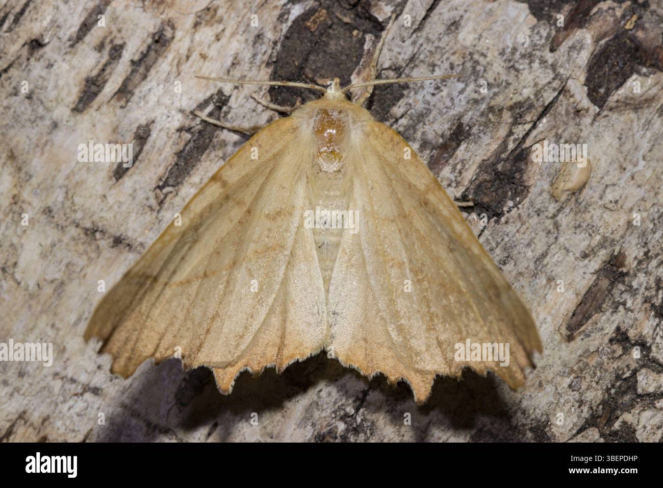 Birch serrated edge moth (Ennomos erosaria Stock Photo - Alamy