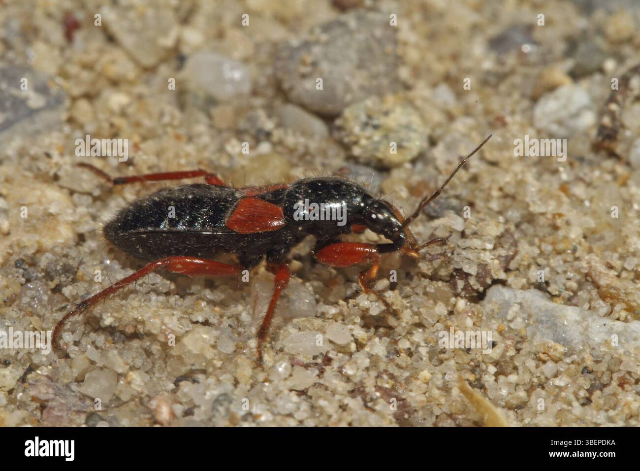 Guttural hi-res stock photography and images - Alamy