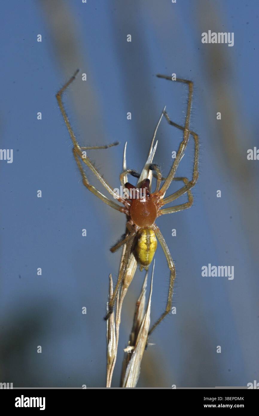 Thorn finger hi-res stock photography and images - Alamy