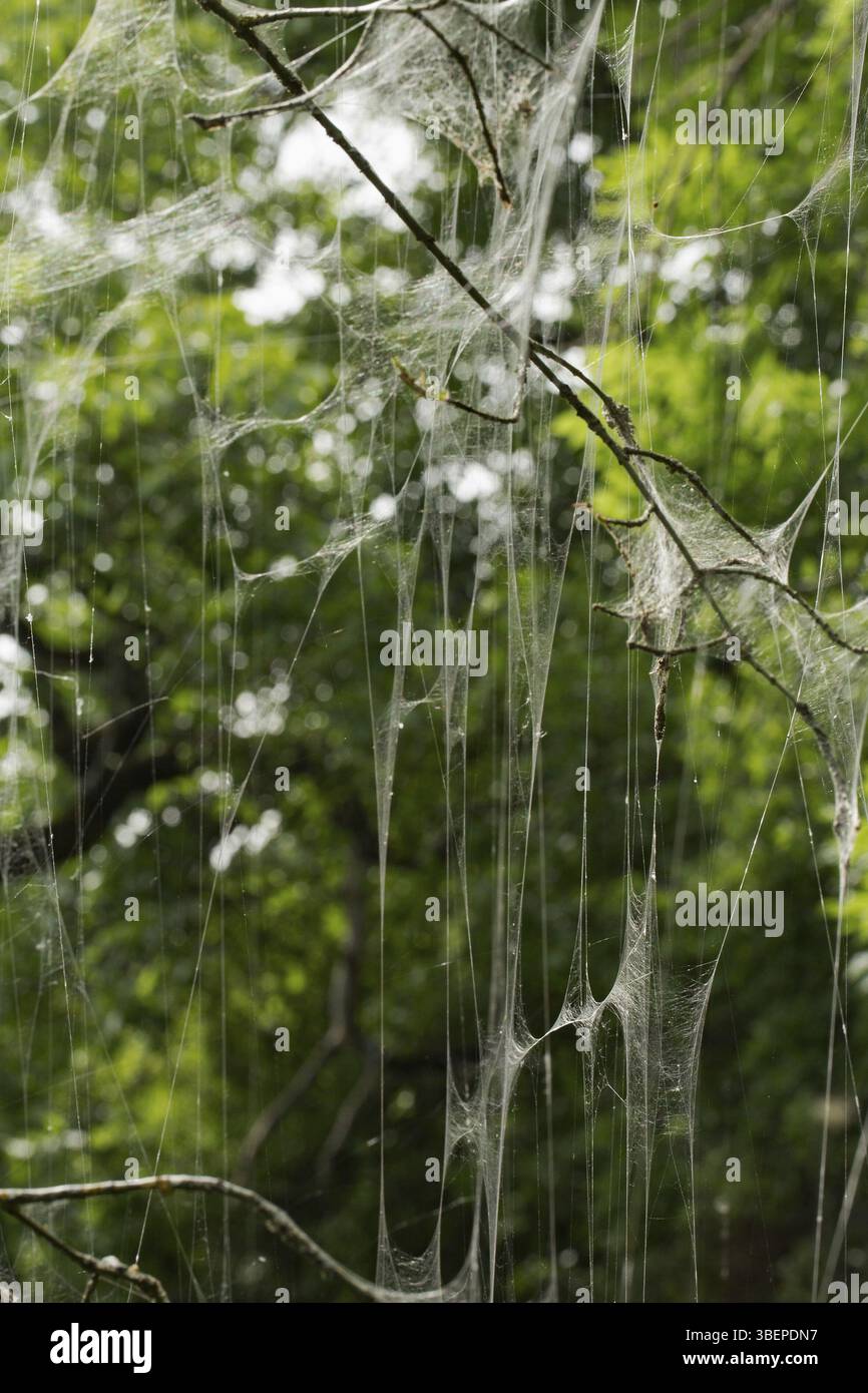 Spindle ermine moth yponomeuta cagnagella hi-res stock photography and ...