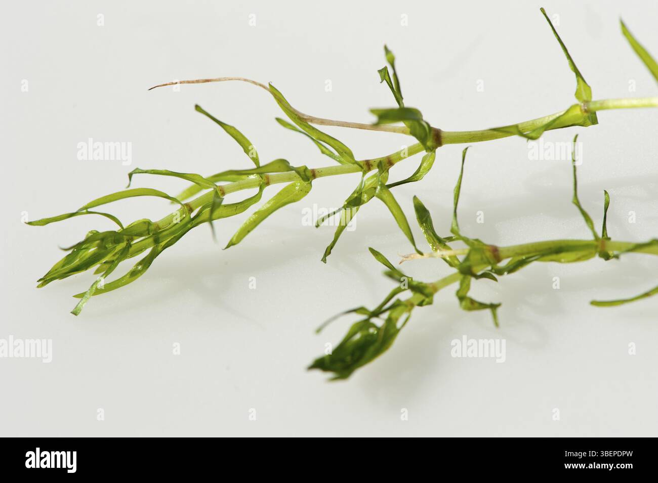 Udora canadensis hi-res stock photography and images - Alamy