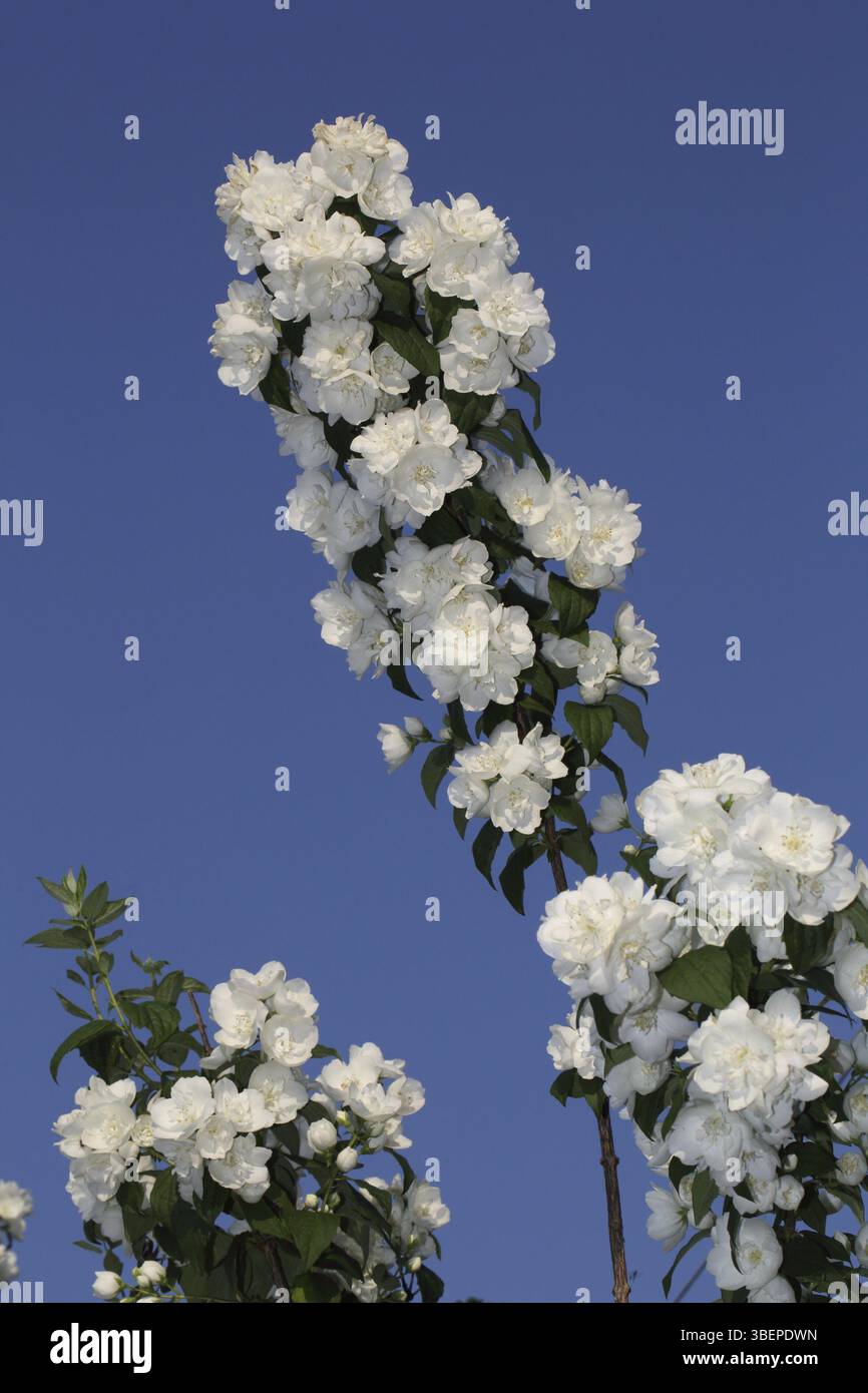 True jasmine (Jasminum officinale Stock Photo - Alamy