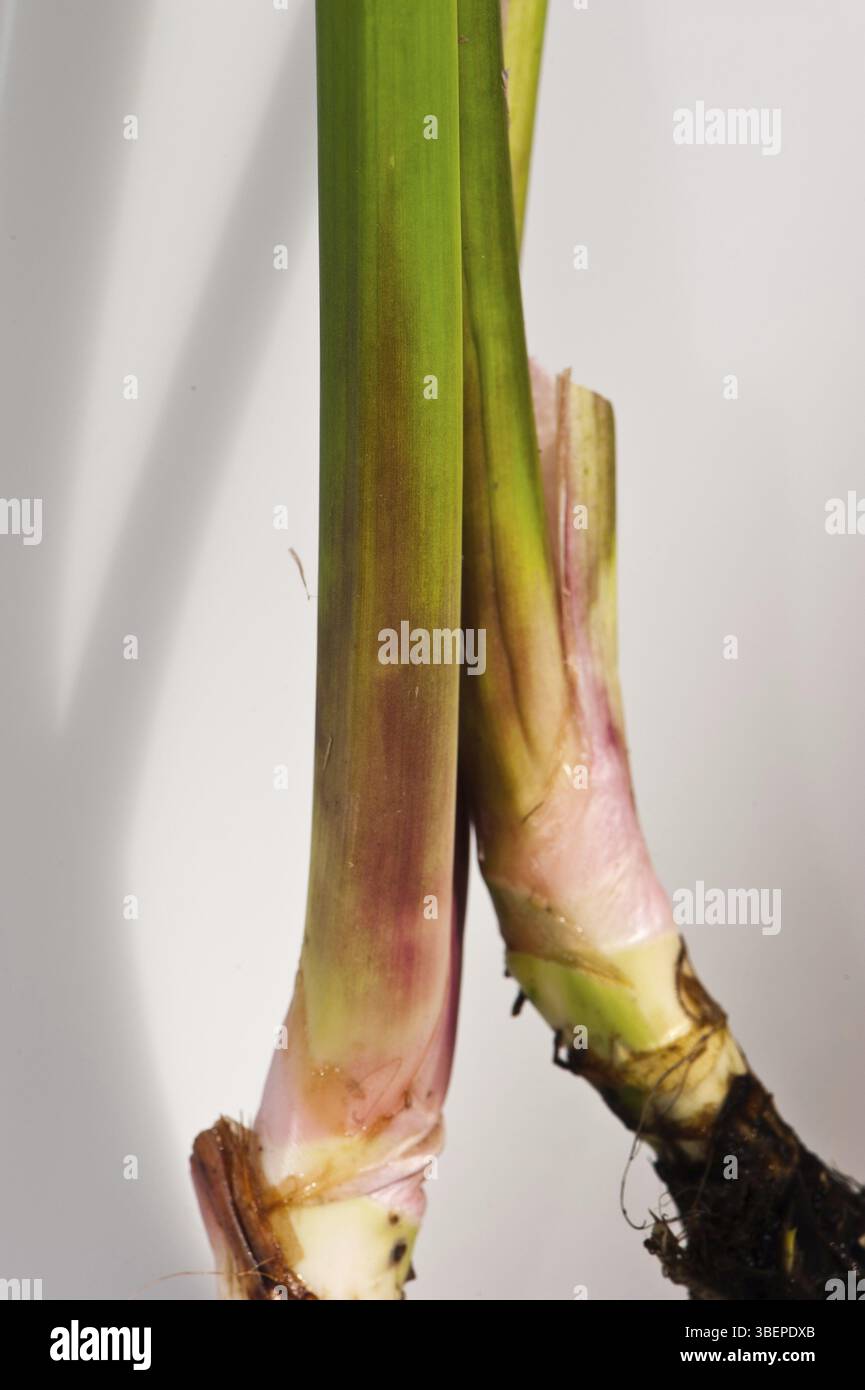 Calamus plant hi-res stock photography and images - Alamy