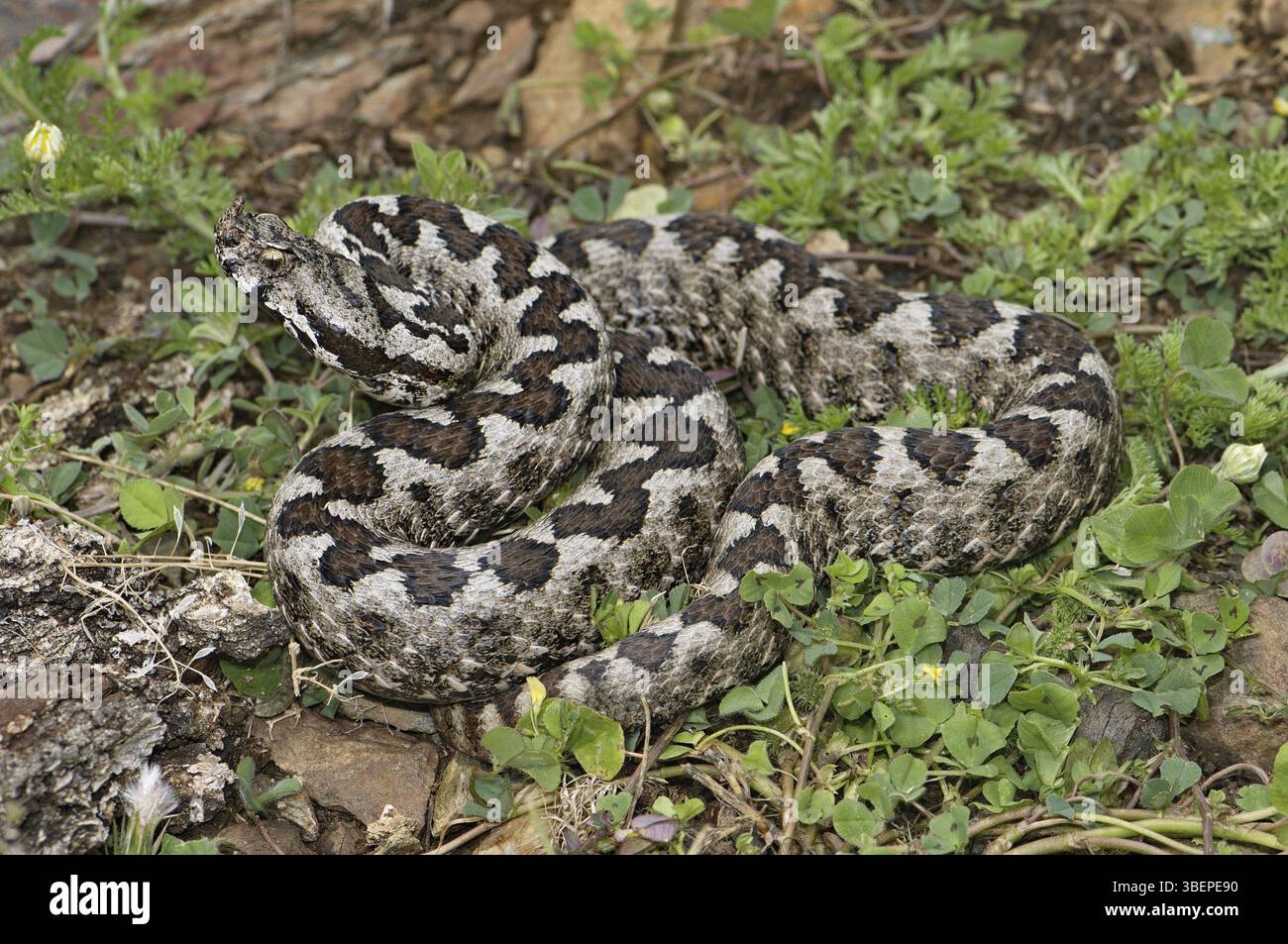 Southern horned viper (Vipera ammodytes meridionalis Stock Photo - Alamy