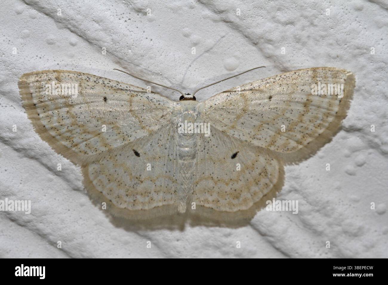 Spotted moth (Asthena anseraria Stock Photo - Alamy