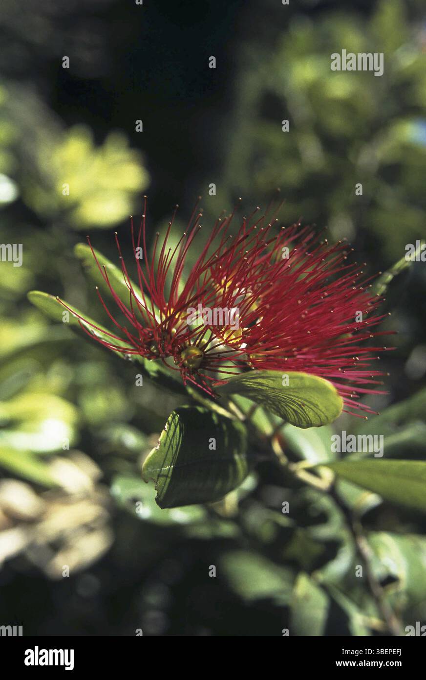 Ironwood tree (Metrosideros excelsa Stock Photo - Alamy