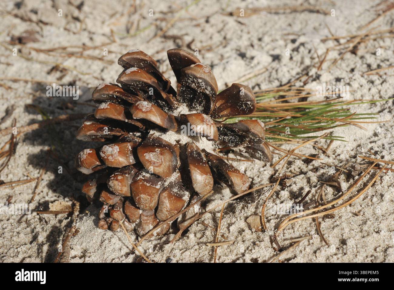 Pine cone, umbrella pine (Pinus pinea Stock Photo - Alamy