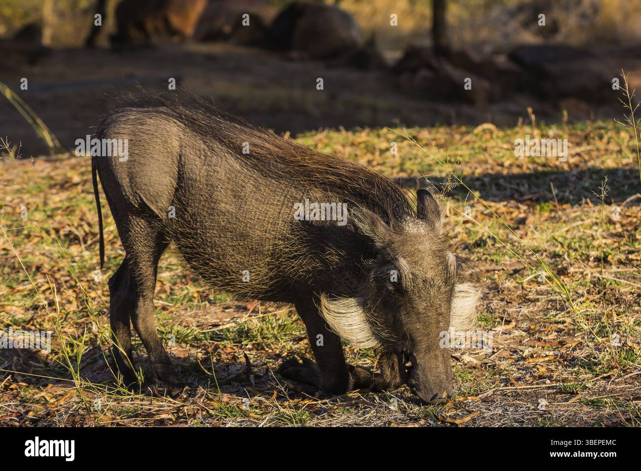 Warthog (Phacochoerus aethiopicus Stock Photo - Alamy