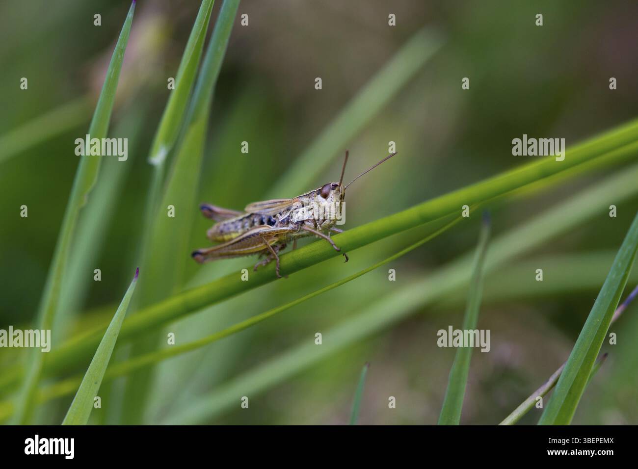 Field Grasshopper (Acrididae Stock Photo - Alamy
