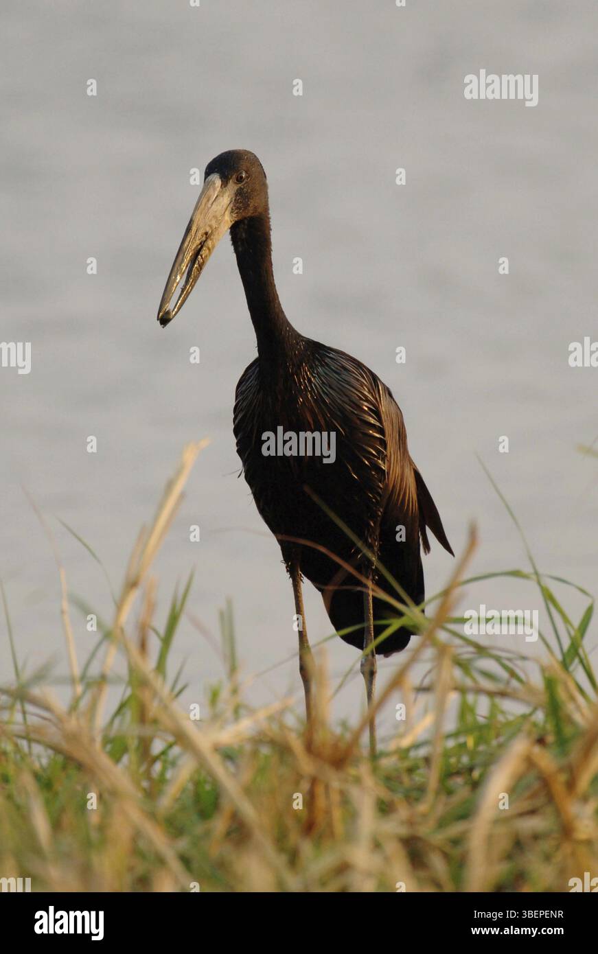 Moor's monkeybill (Anastomus lamelligerus Stock Photo - Alamy