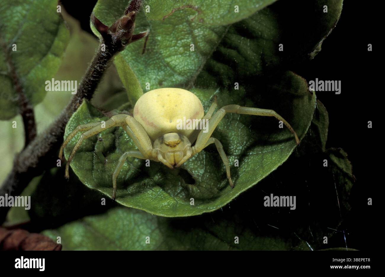 Thomisidae crab spider hi-res stock photography and images - Alamy