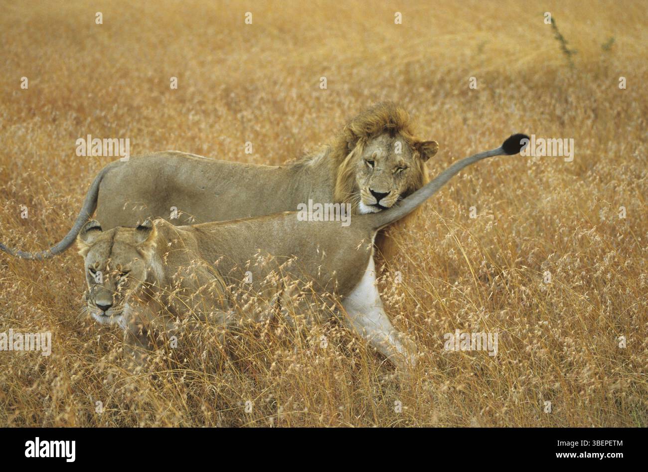 Lion couple (Panthera leo Stock Photo - Alamy