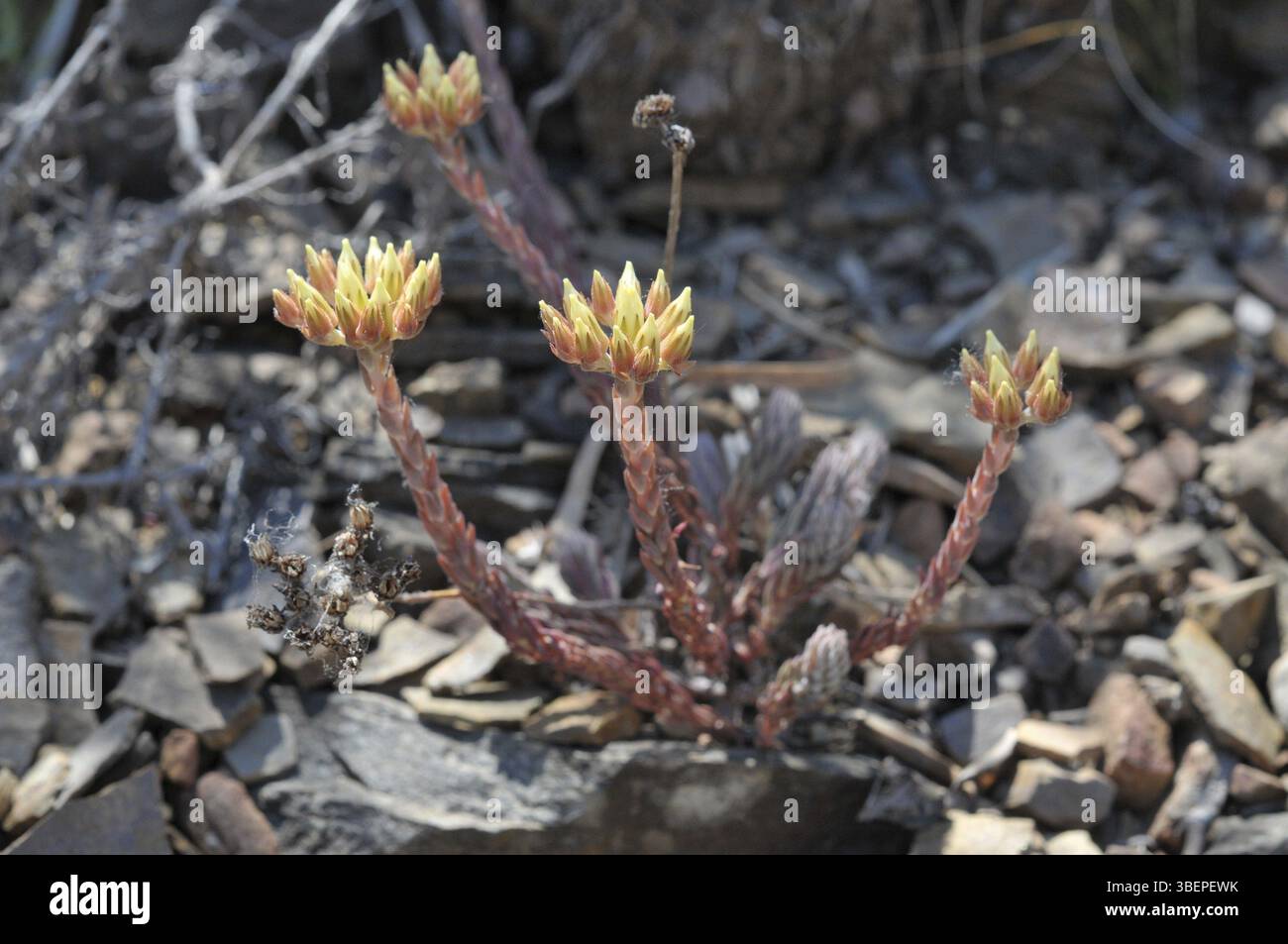 Rock stonecrop hi-res stock photography and images - Alamy
