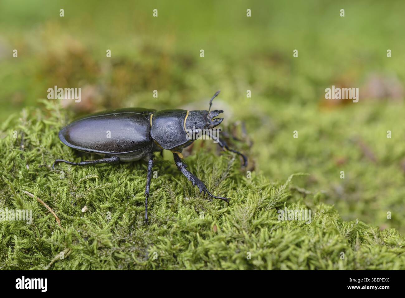 Female stag beetle (Lucanus cervus Stock Photo - Alamy