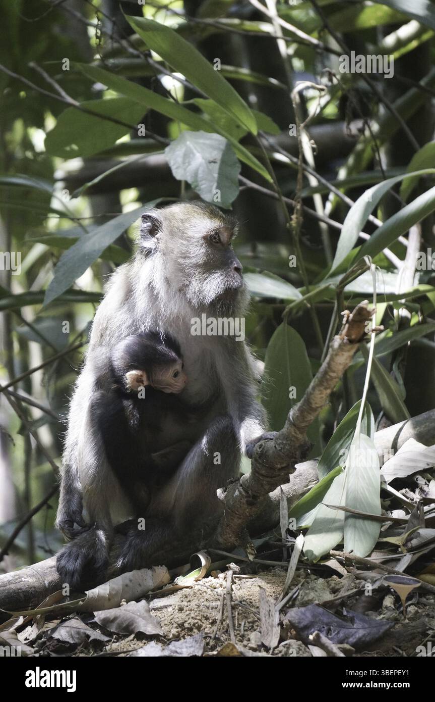A monkey with his baby in the jungle Stock Photo - Alamy