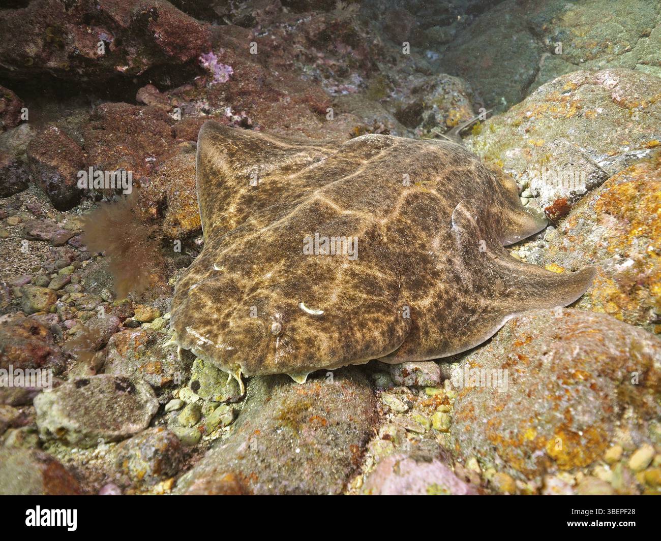 Angelshark (Squatina squatina Stock Photo - Alamy