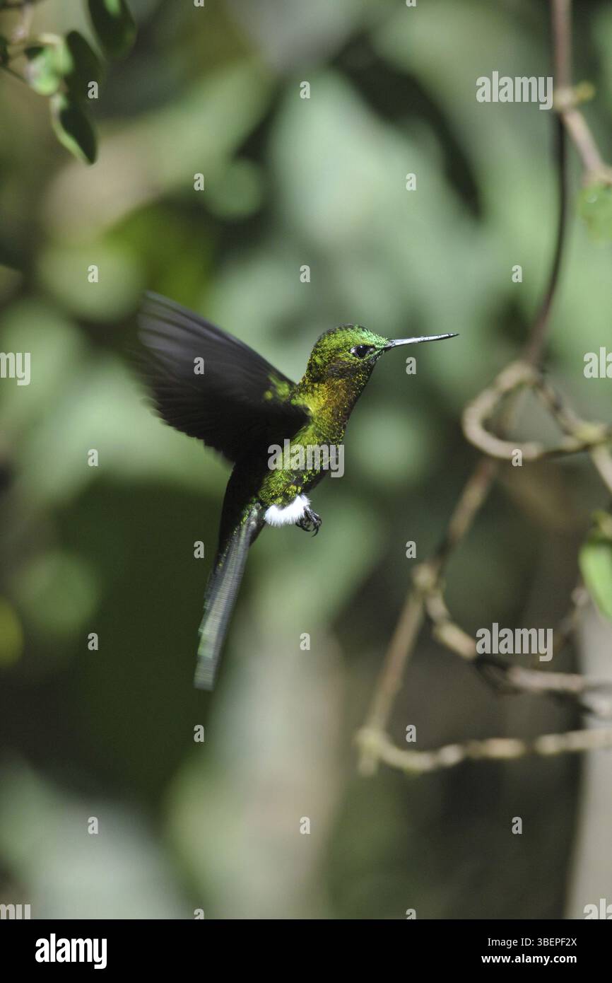 Golden-breasted Puffleg (Eriocnemis mosquera Stock Photo - Alamy