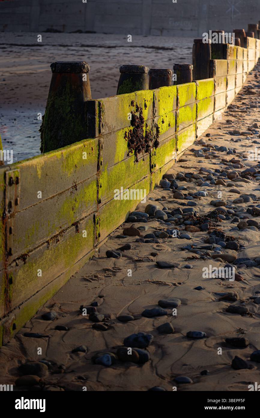 Seaweed and textures on groyne at Blyth in Northumberland, May 2025 ...