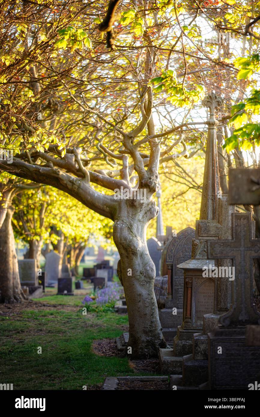 Blyth, Northumberland, UK, 21st May 2025, Sunlight through trees at ...