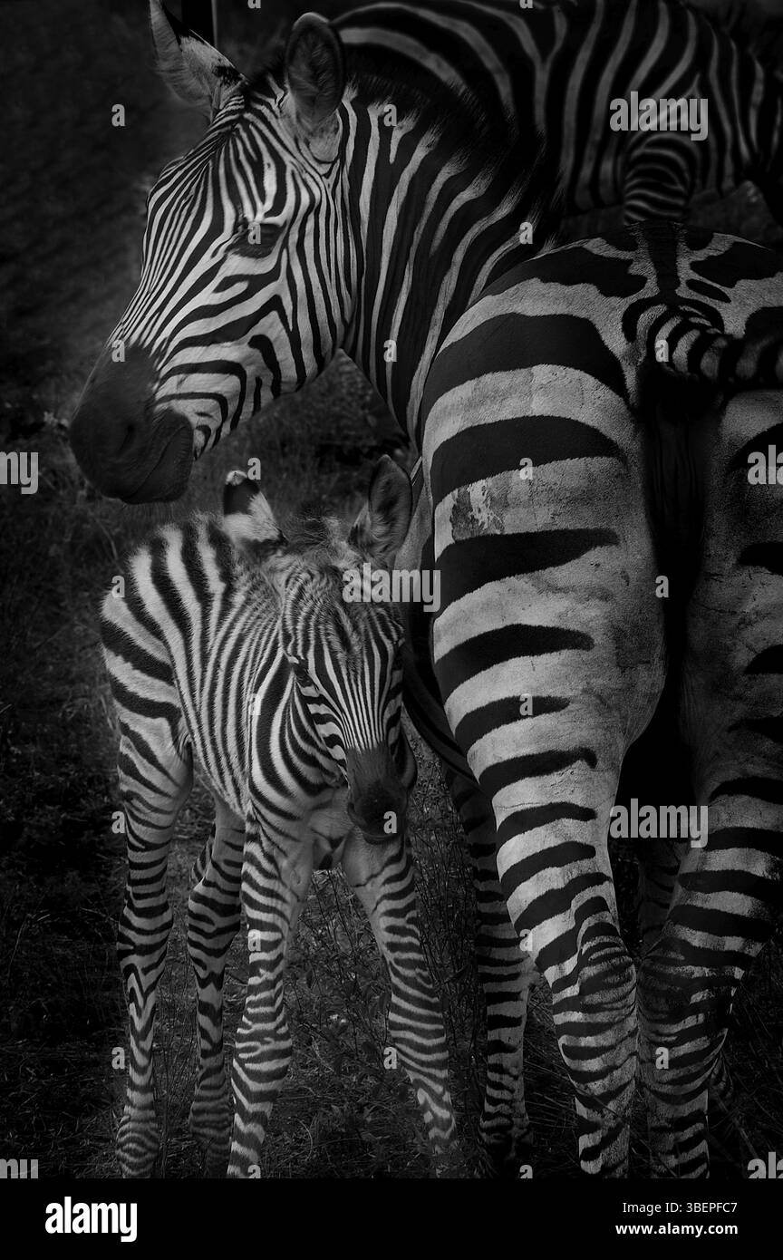 Grassland drought wildlife Black and White Stock Photos & Images - Alamy