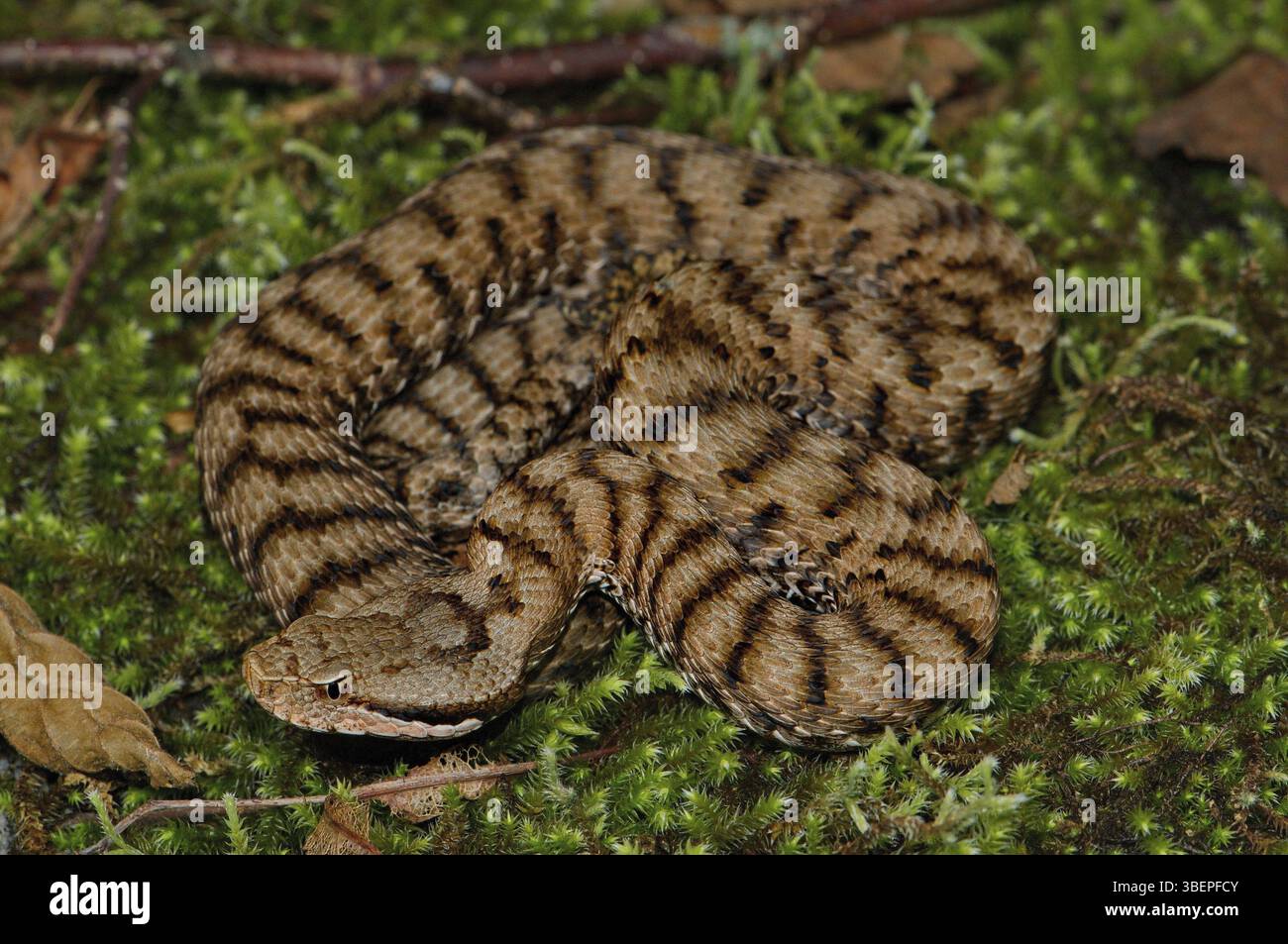 Female alpine viper (Vipera aspis atra Stock Photo - Alamy