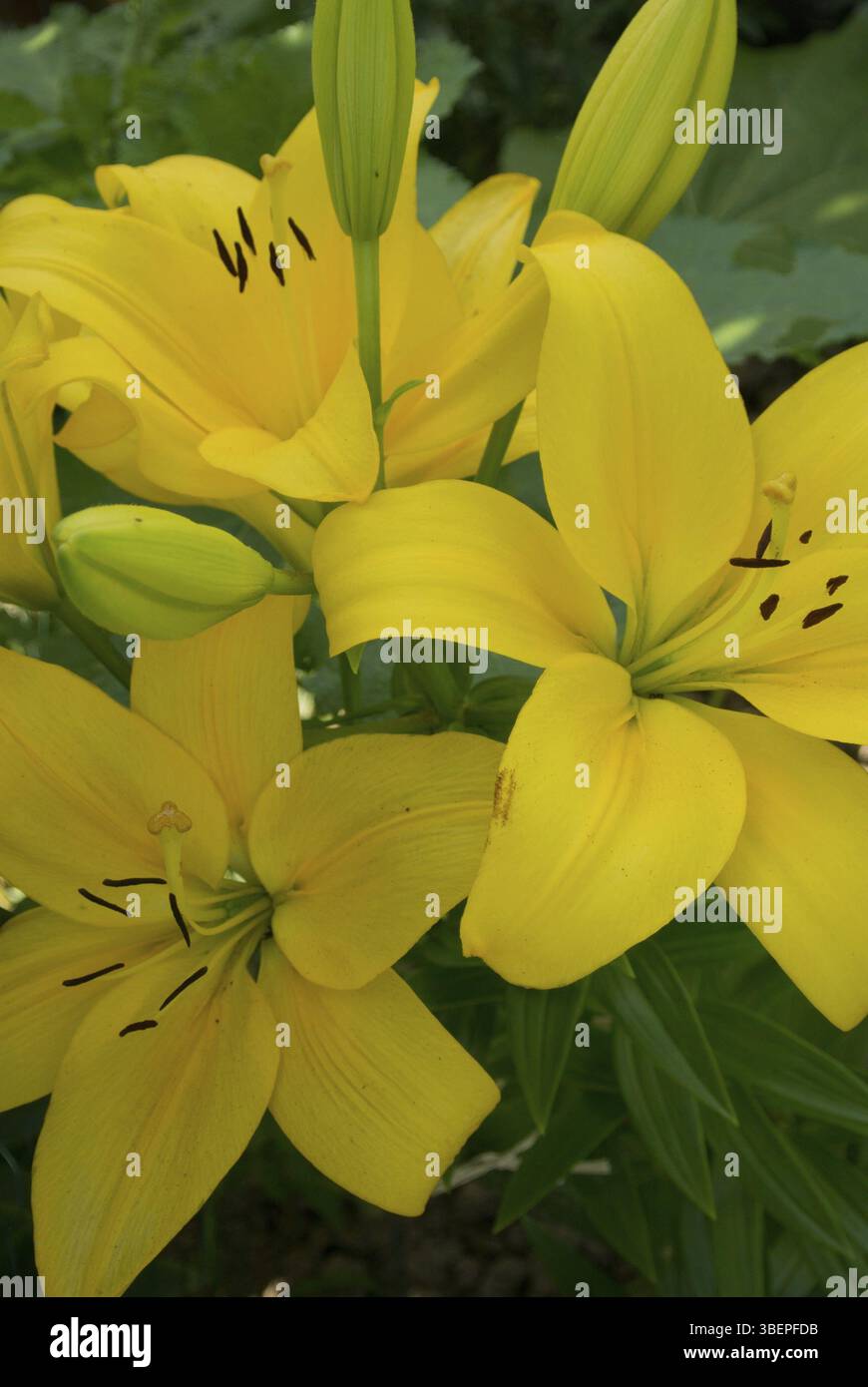 Yellow lilies (Lilium Stock Photo - Alamy