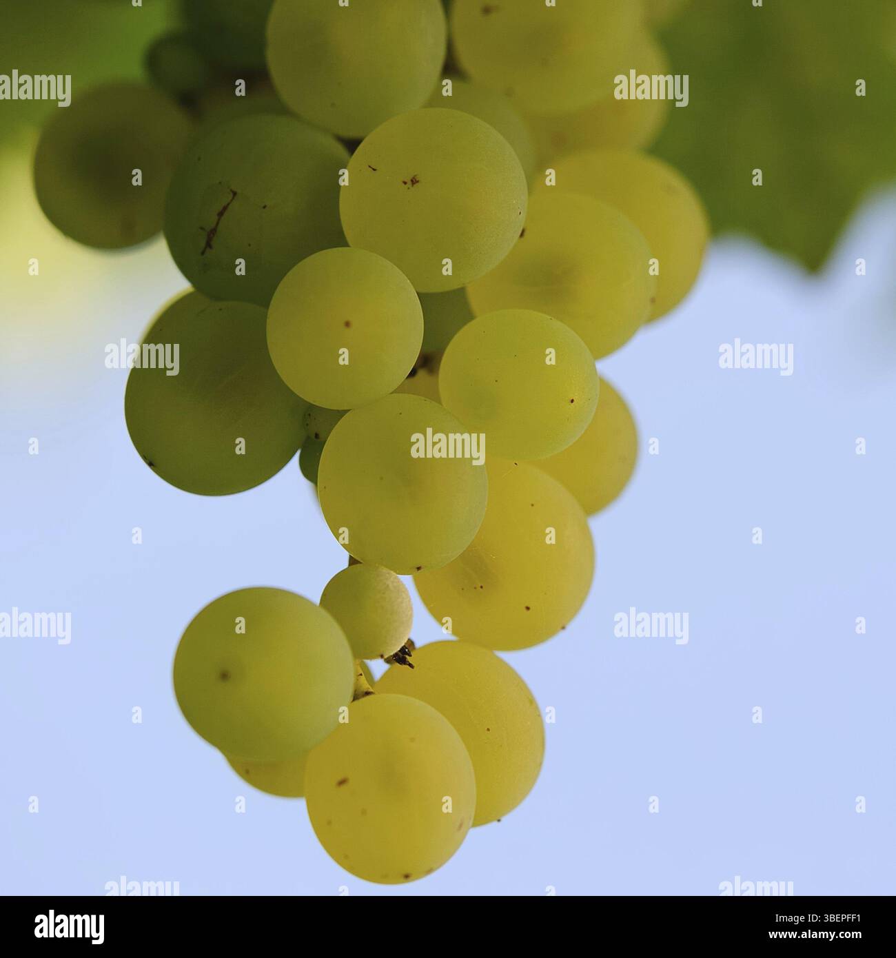 Grape berry (vitis vinifera Stock Photo - Alamy