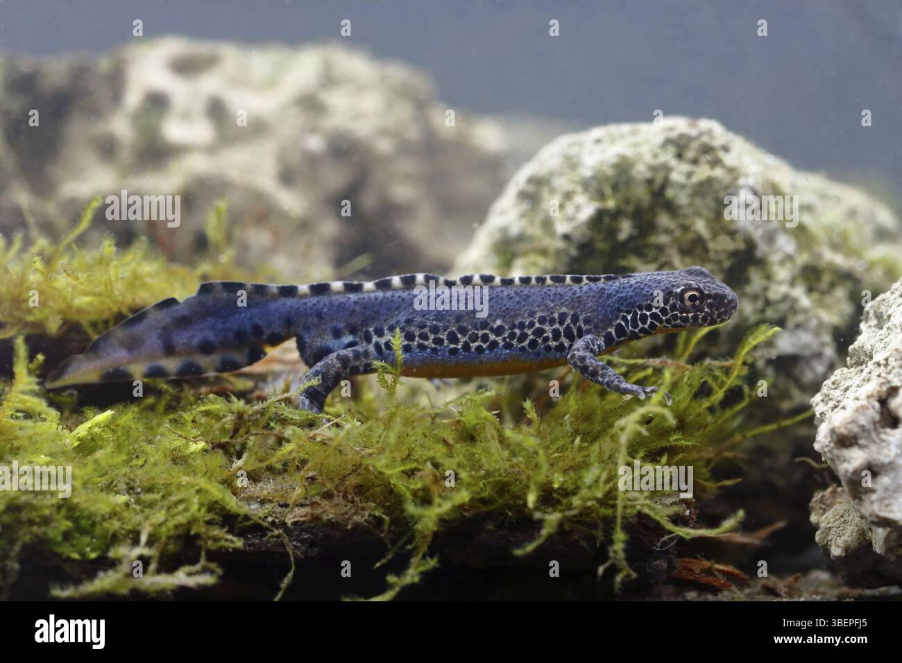 Alpine newt (Ichthyosaura alpestris Stock Photo - Alamy