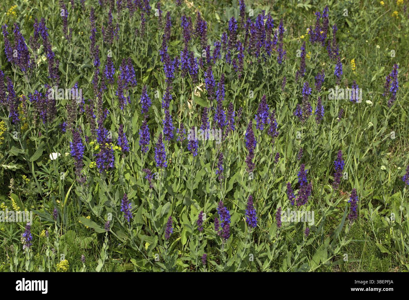 Steppe flowers hi-res stock photography and images - Alamy