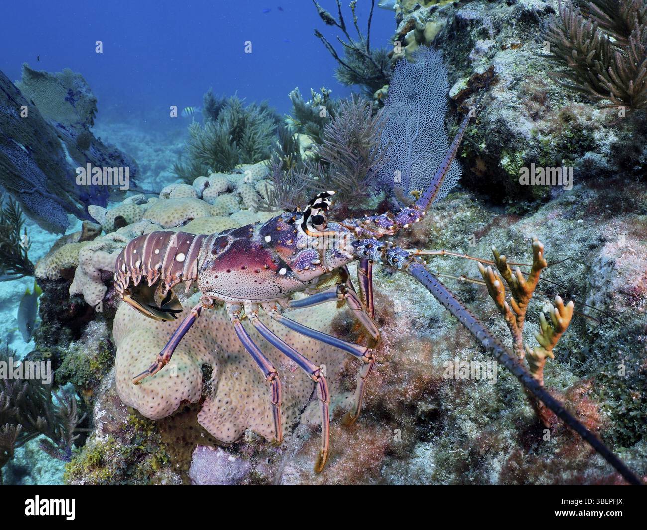 Caribbean langoustine (Panulirus argus Stock Photo - Alamy