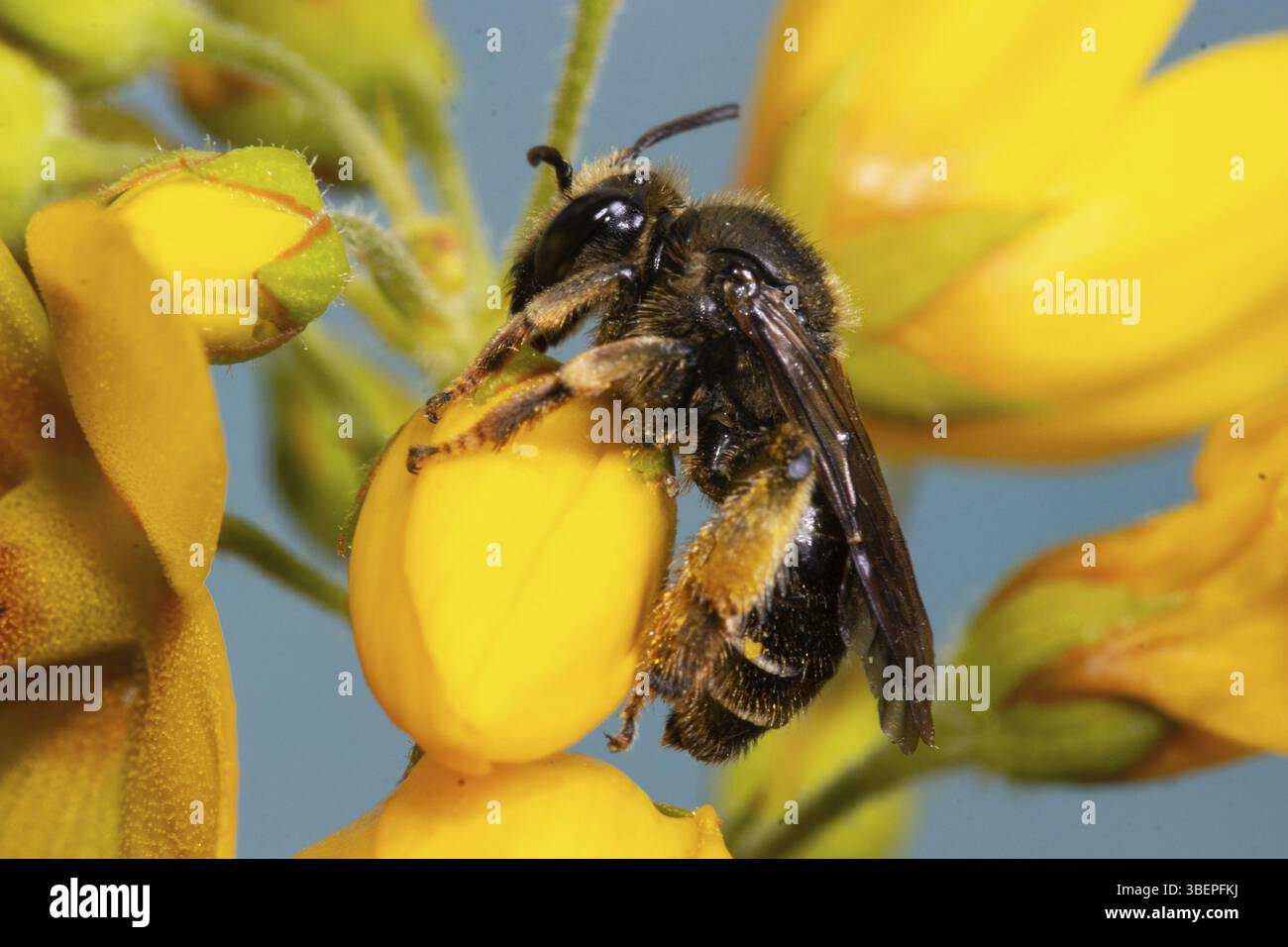 Alluvial thigh bee (Macropis europaea Stock Photo - Alamy