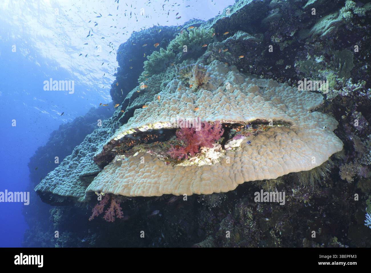 Porites lutea reef red sea egypt hi-res stock photography and images ...