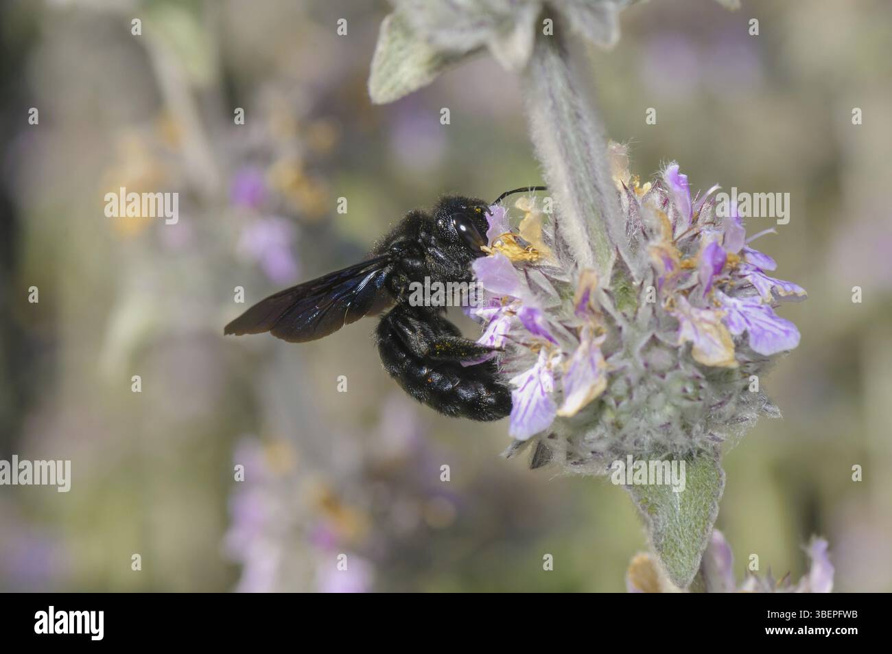 Violet carpenter bee (Xylocopa violacea Stock Photo - Alamy