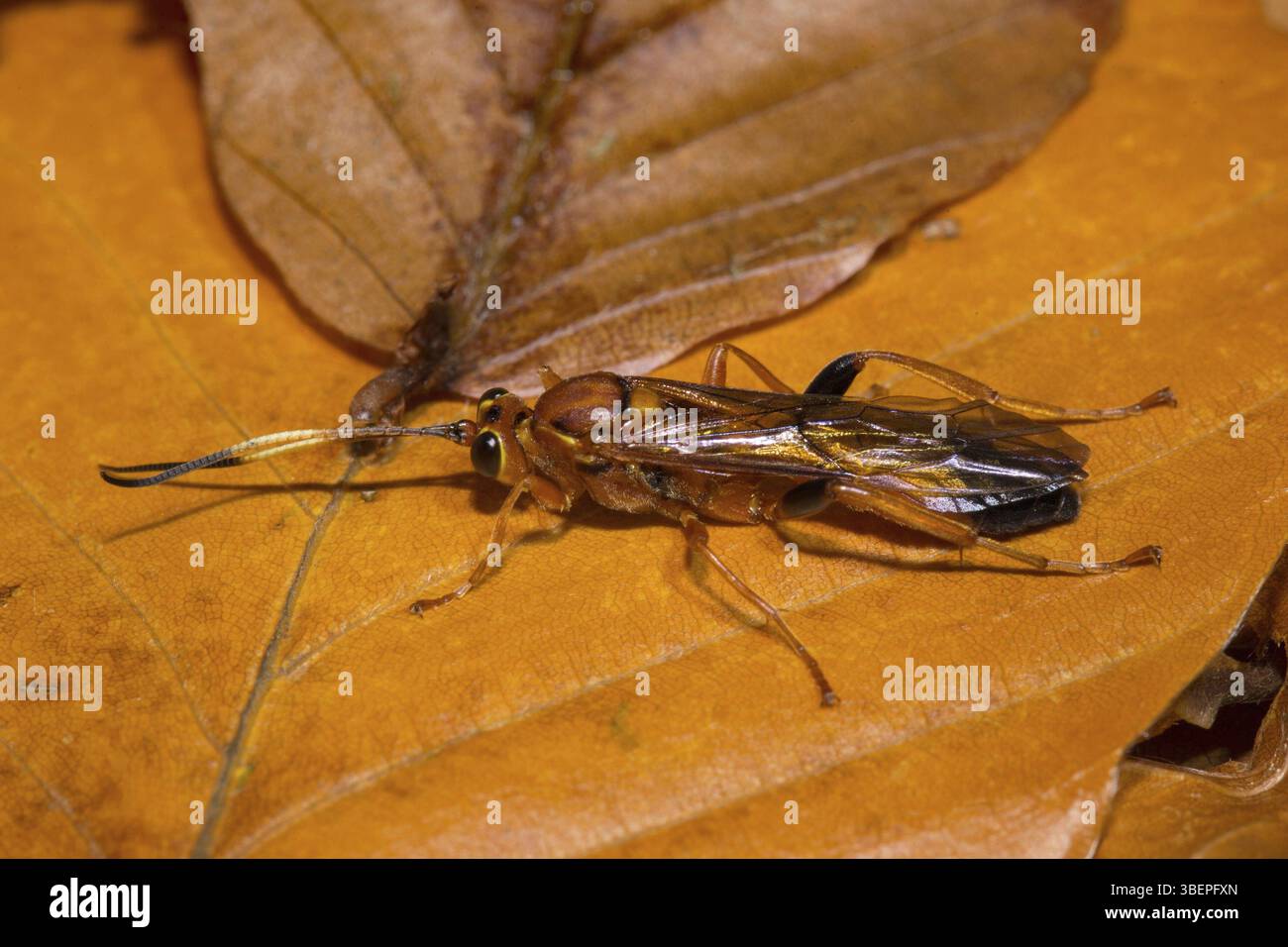 Ichneumon wasp Ichneumon spec. (Ichneumon Stock Photo - Alamy