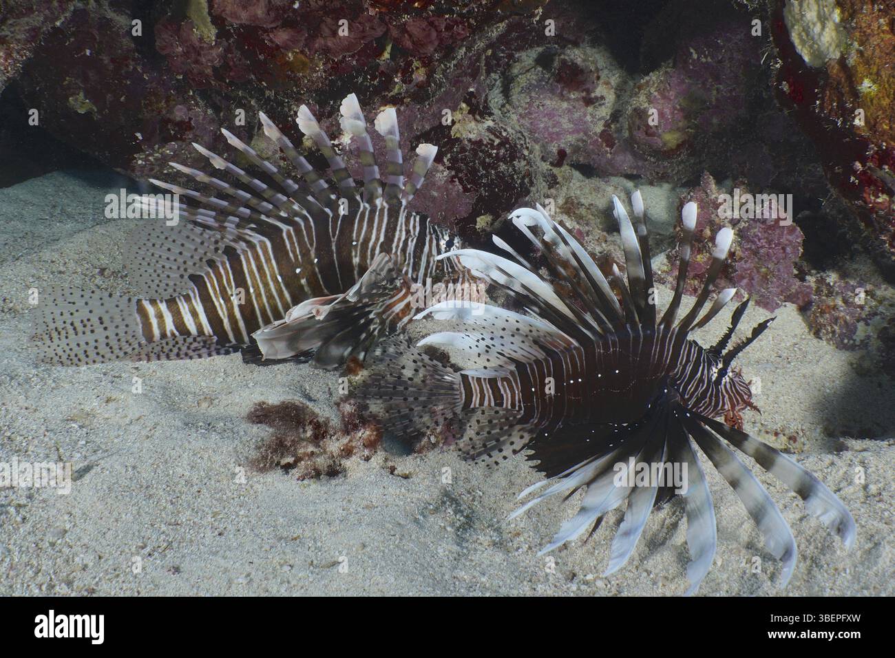 Lionfish photo hi-res stock photography and images - Alamy