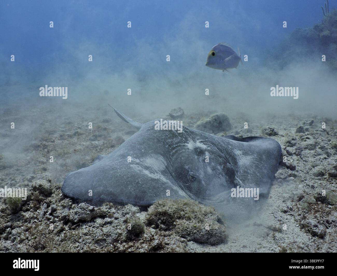 Southern Stingray (Hypanus americanus Stock Photo - Alamy