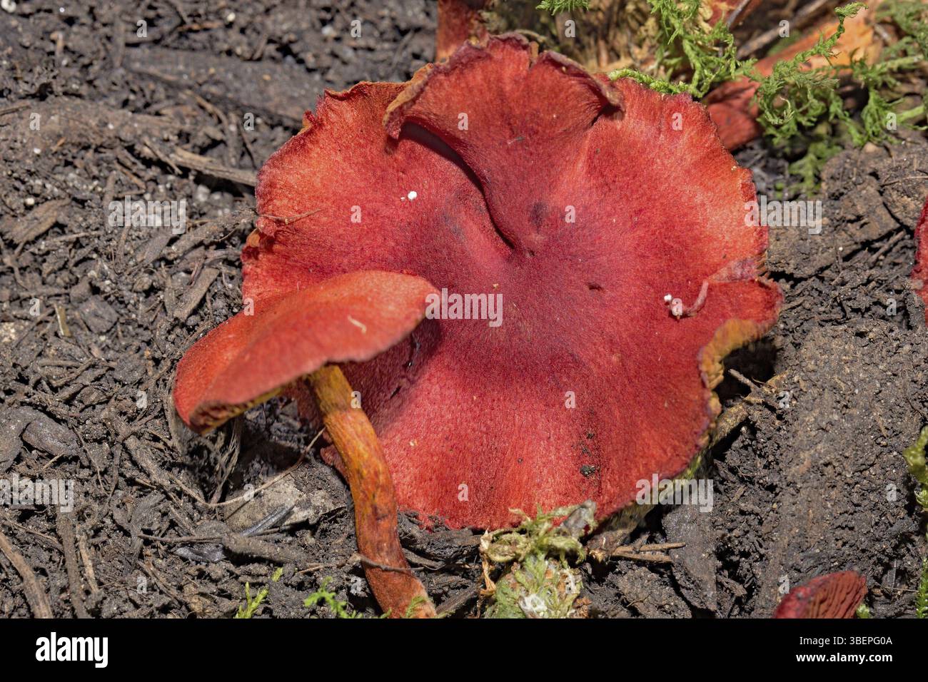 Bloodred Webcap (Cortinarius sanguineus Stock Photo - Alamy