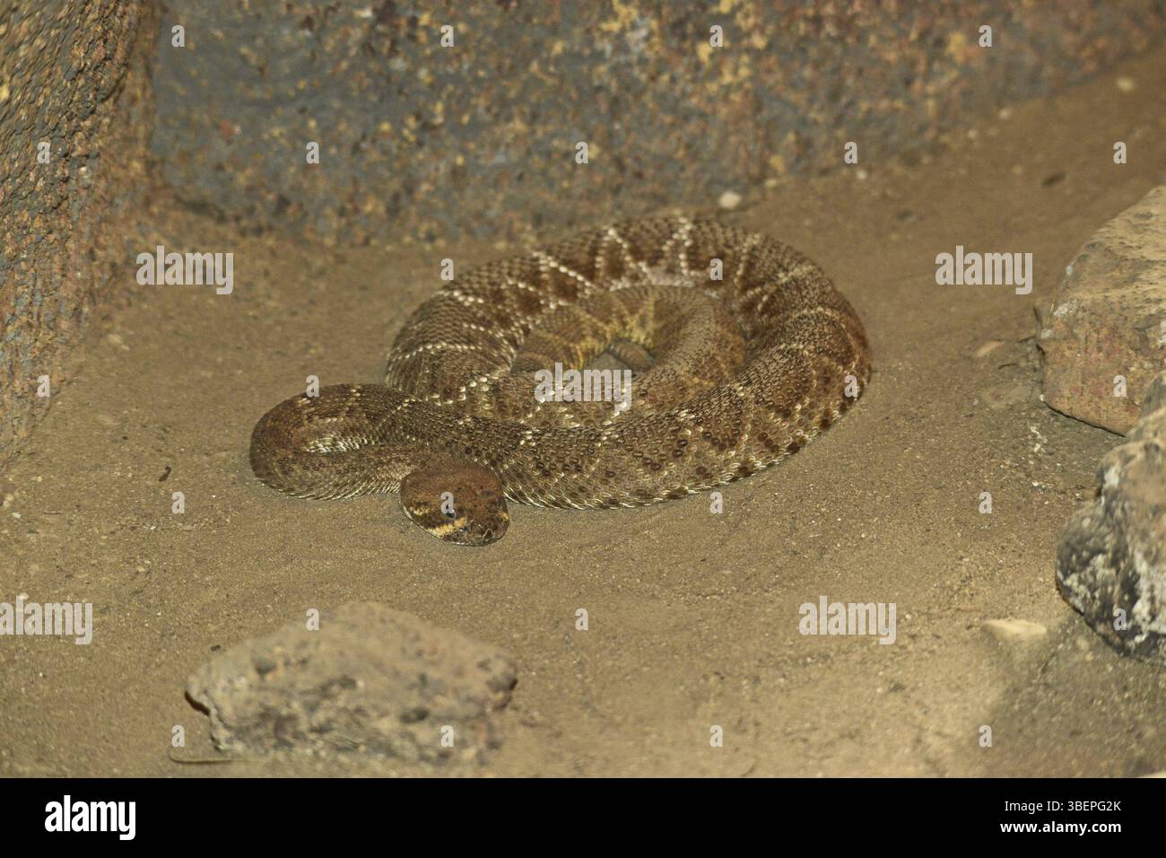 Red diamond rattlesnake (Crotalus ruber Stock Photo - Alamy