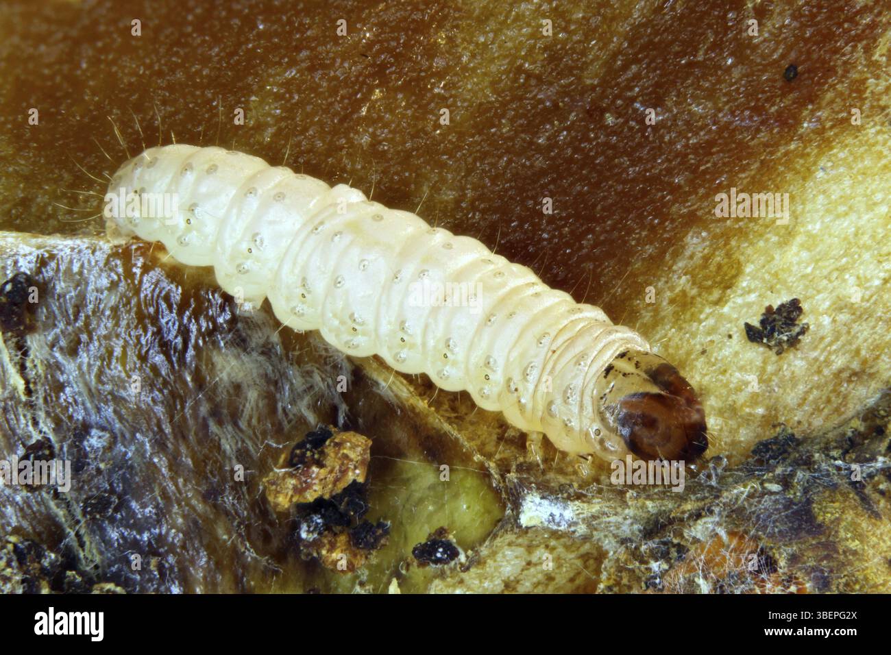 Codling moth - larva in the core (Cydia pomonella Stock Photo - Alamy