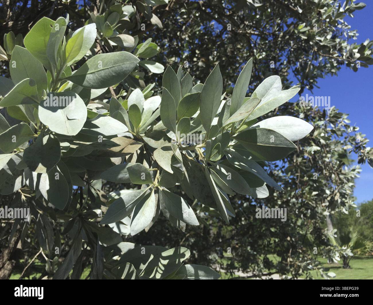 Button mangrove (Conocarpus erectus Stock Photo - Alamy