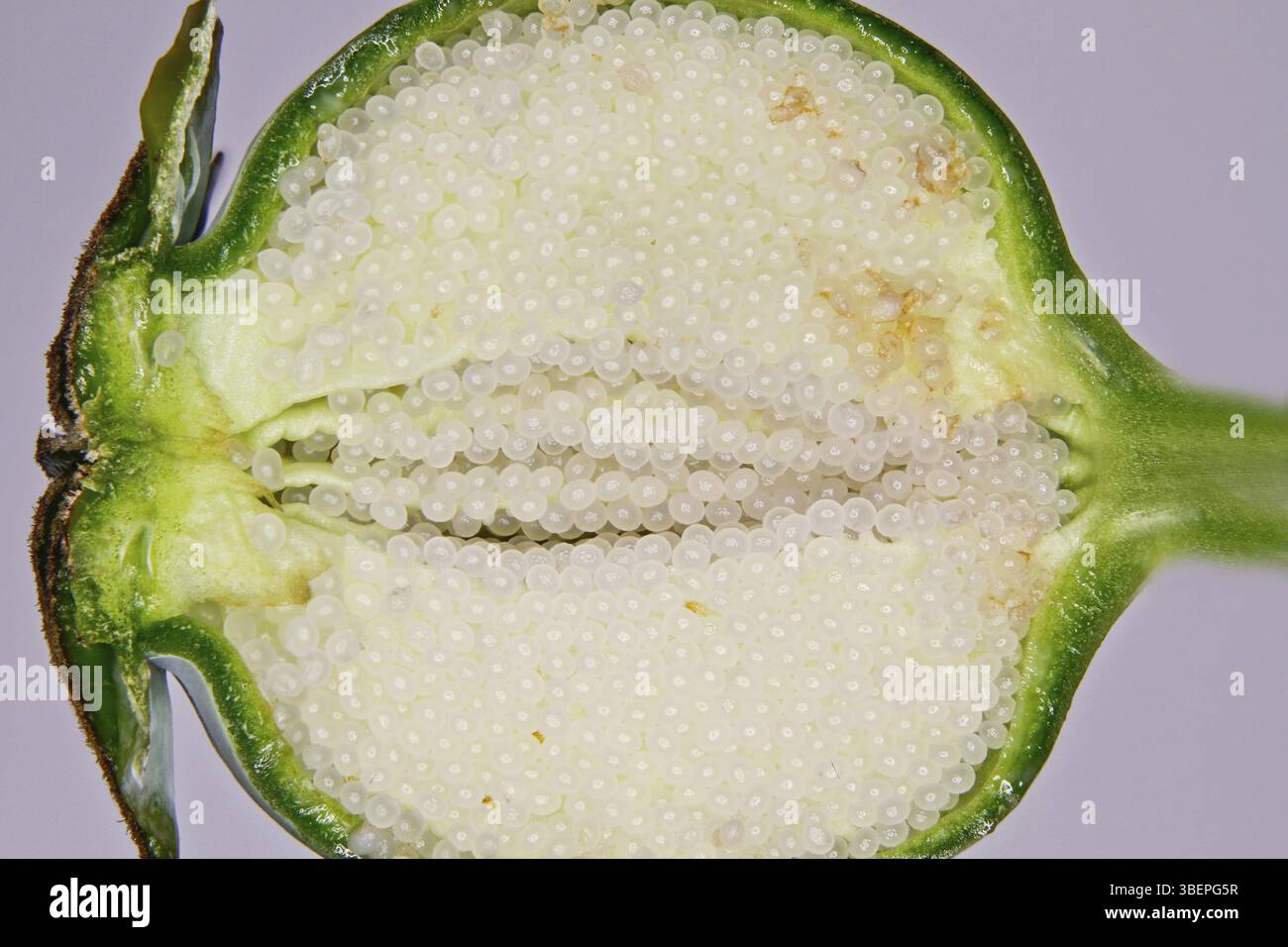 Opium poppy - poppy capsule with immature seeds Stock Photo - Alamy