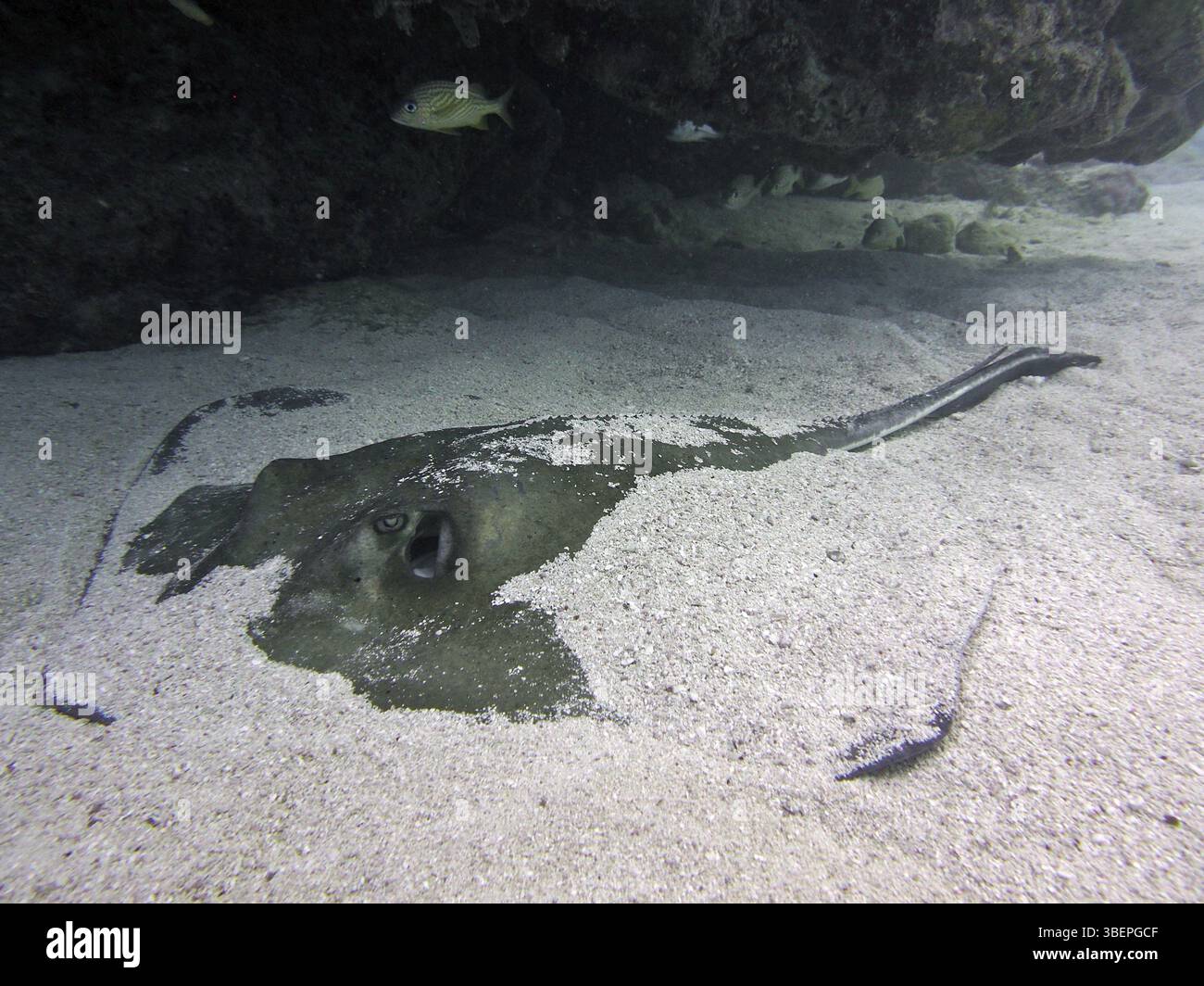Southern Stingray (Hypanus americanus Stock Photo - Alamy